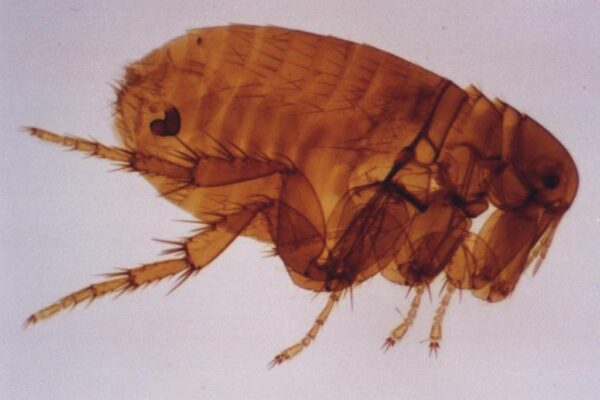 Jiggers | Henry van Straubenzee Memorial Fund